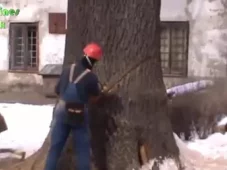 第一次见这样砍伐树木的