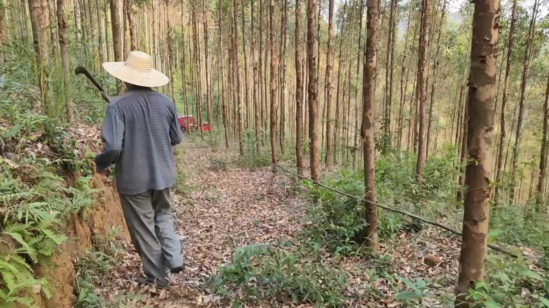 开三轮车上山,去查看一块大半年没管理过的林地