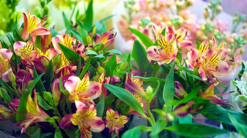 六出花生长太猛了,这样修剪,花儿健康又漂亮