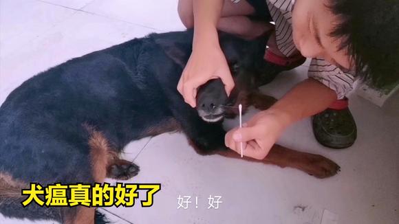 犬瘟真的很难治吗?不要有病乱投医 用对方法其实很简单就能治愈
