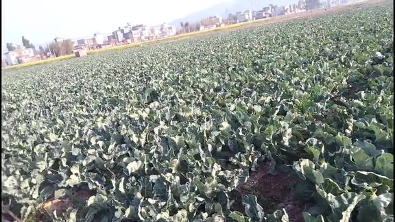 现代化蔬菜种植管理,绿色田园风光!