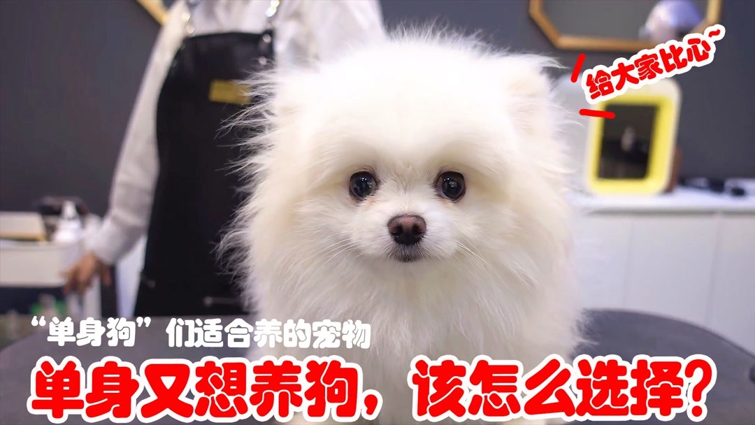 单身人士适合养什么狗?这几个品种可能比较适合你~