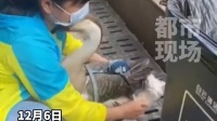 给鹅穿“尿不湿”再上街你支持的做法吗?