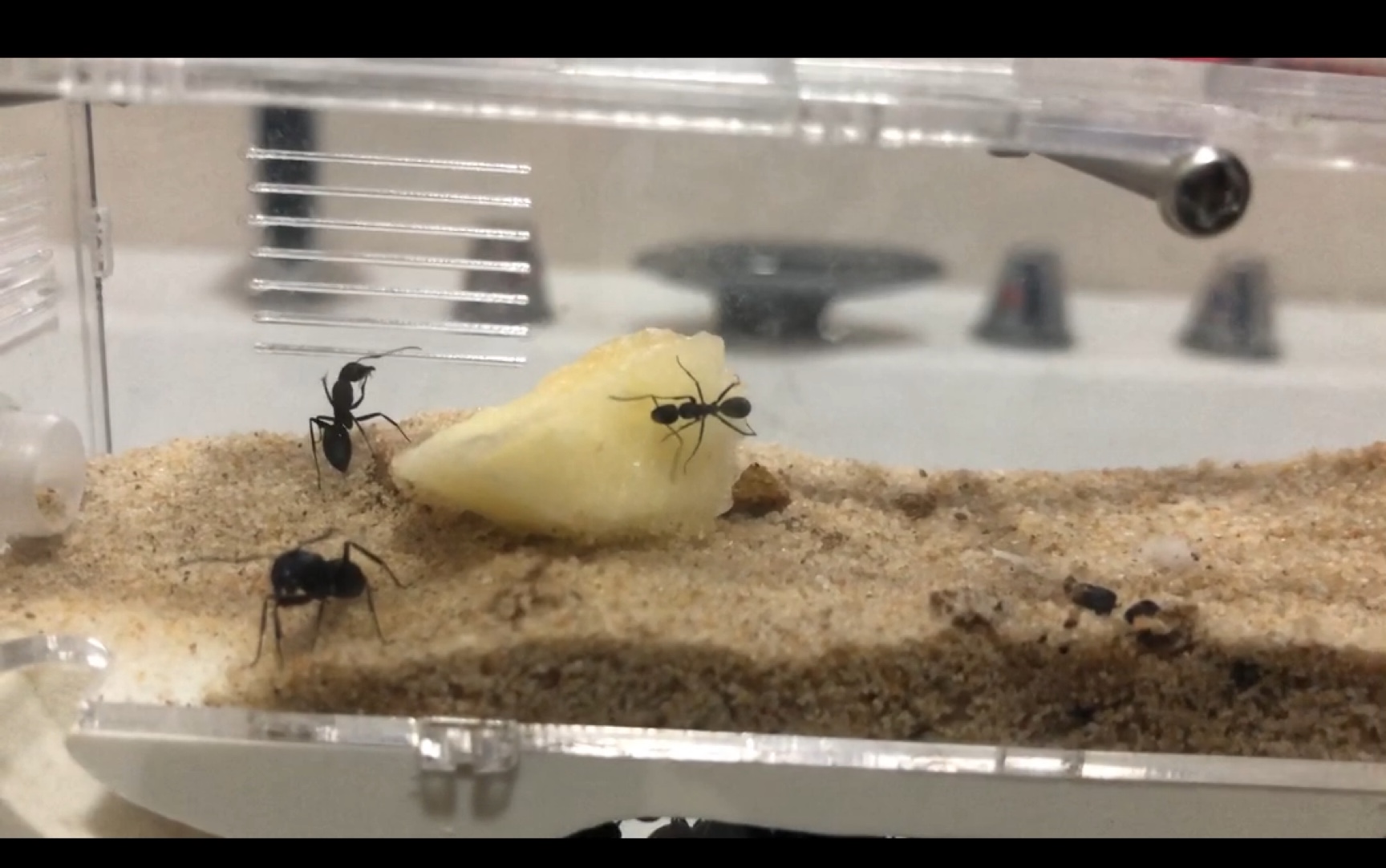我的蚂蚁们,记录观察蚂蚁第五天!