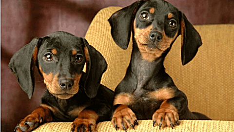 训练狗狗上厕所 训犬教程