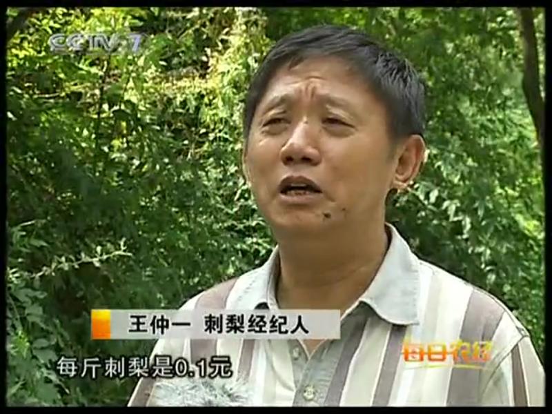 「刺梨视频」CCTV7每日农经-不可小看的刺梨!