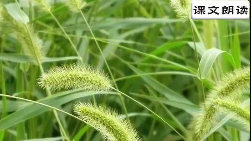 小学语文二年级下册第2课《祖父的园子》课文朗读视频 #五年级 #...