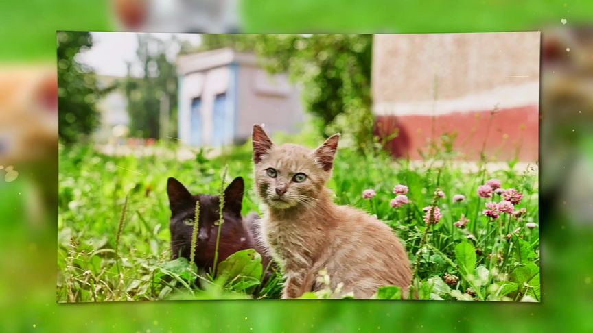 喵!#pr剪辑 #ae模板 #视频剪辑