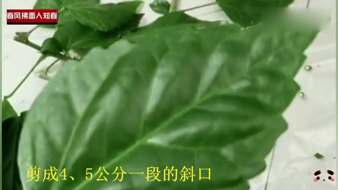 木菊花扦插100%成活诀窍:剪4、5公分段斜口叶留3片剪半插松针土