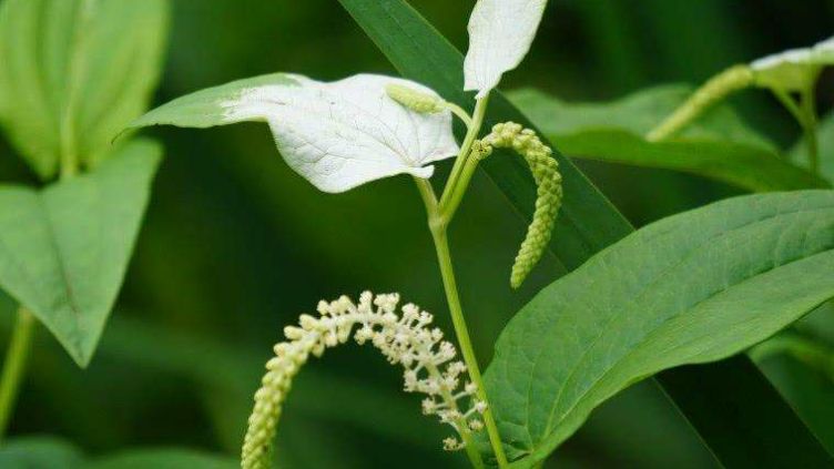 “三白草”“塘边藕”农村好多地方都有长,有清热解毒的作用