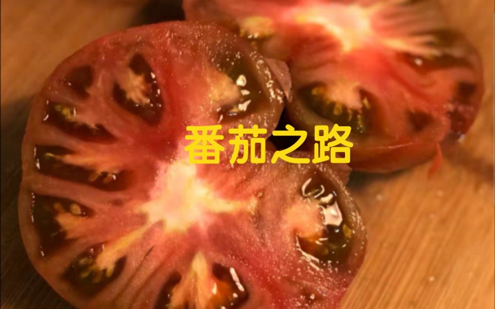 小切的初见及成长记录之一{切诺基紫}{ (ง •̀_•́)ง黑鹅肝(ง ˙o...