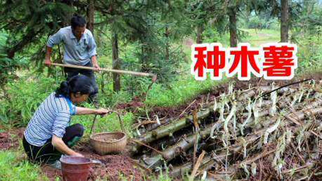 珍珠奶茶的珍珠是这个做的?原来它是这样种出来的,一起了解下吧