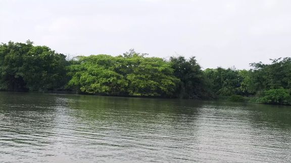 谁说独木不成林,一棵树10亩地!