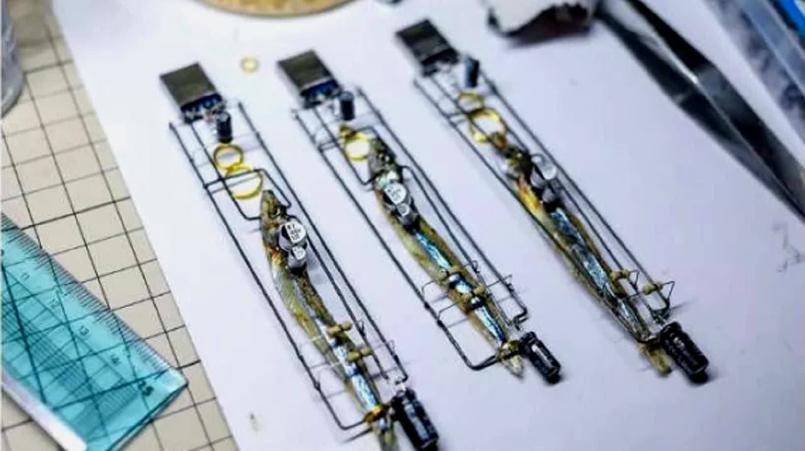 日本网友脑洞大开,用小鱼干做U盘,难道不怕七秒后格式化?