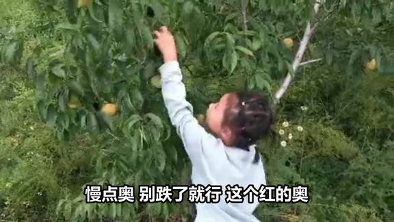 自家的桃子熟了,领着女儿上山摘桃子,女儿自己摘了满满一筐