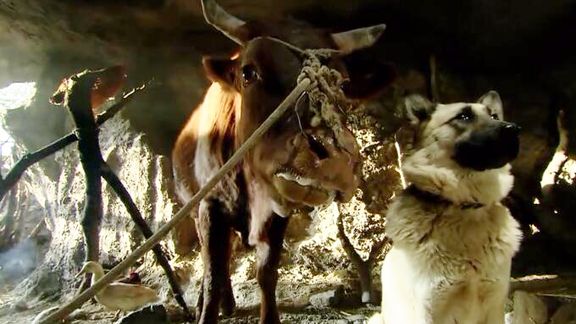 牛郎的哥哥嫂子嫌贫爱富,牛郎养的小动物却一点不势利