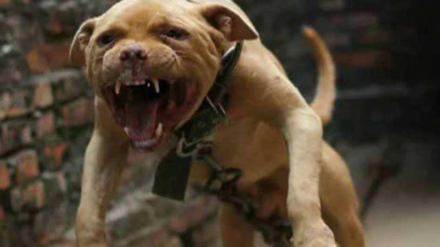 狂犬病发作后死亡率是100,古人没有疫苗,是怎样医治的?