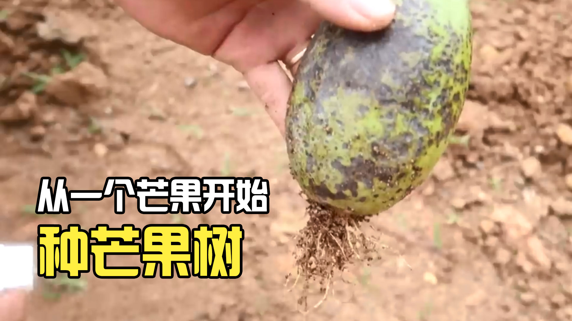 从一颗芒果开始,种植芒果树,实现芒果自由