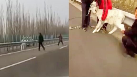 围追堵截!山西一小牛误闯高速逆行,主人紧跟追赶,2小时才抓获