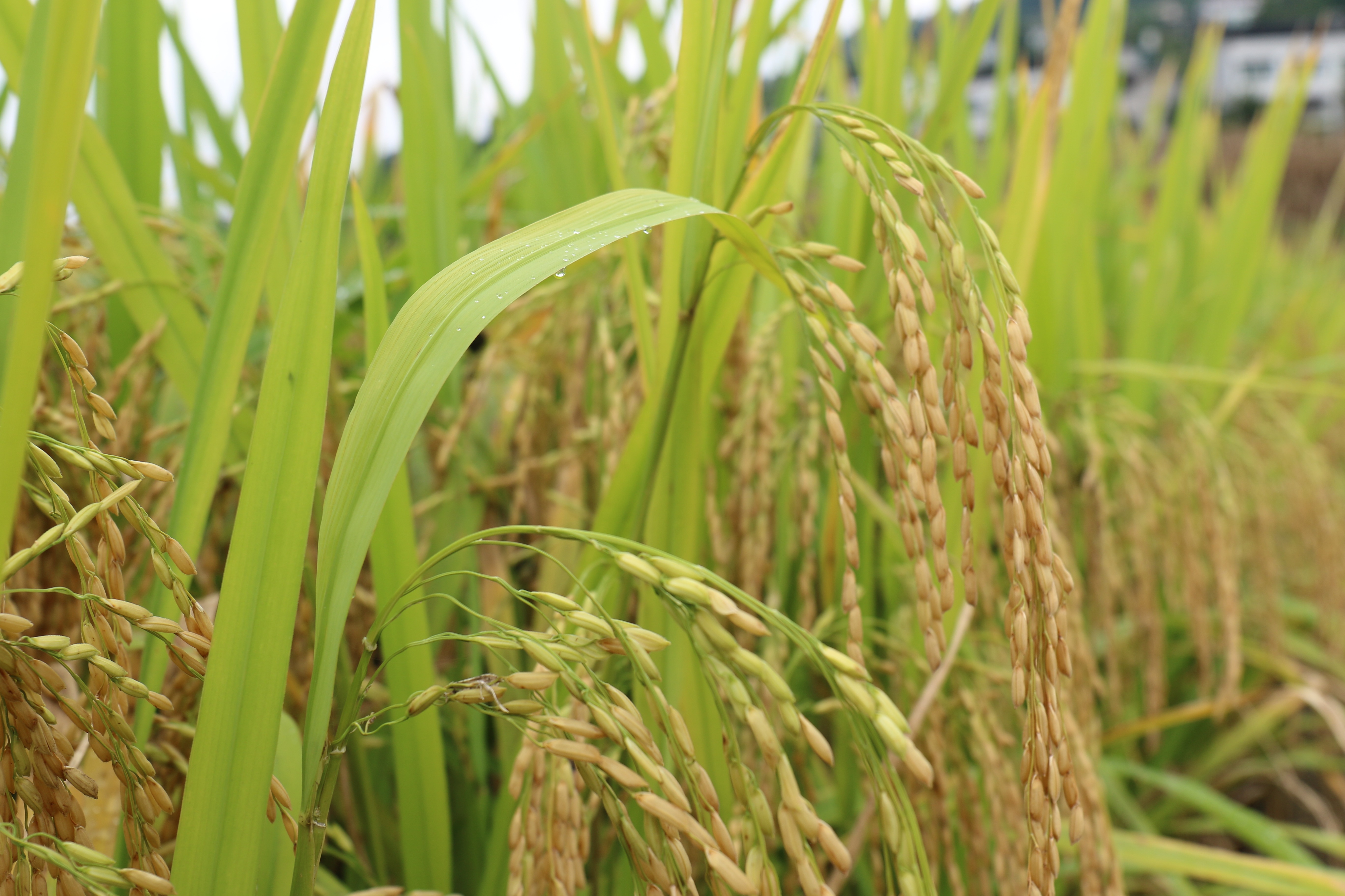 《广元三农》栏目——农业多贡献 农机走在前