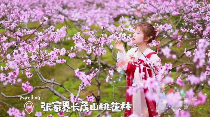 60秒云赏花|张家界:雾凇桃林惹人醉 奈李花海照眼明