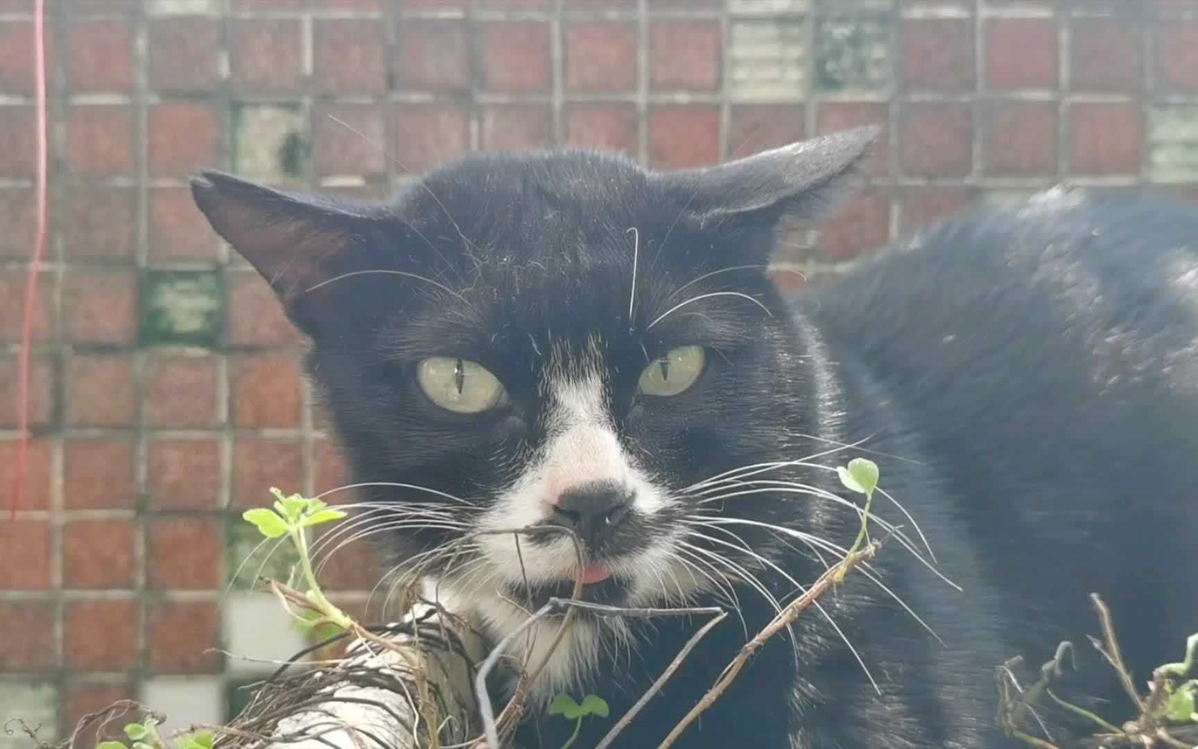 猫咪:震惊!这人会喵星C语言?