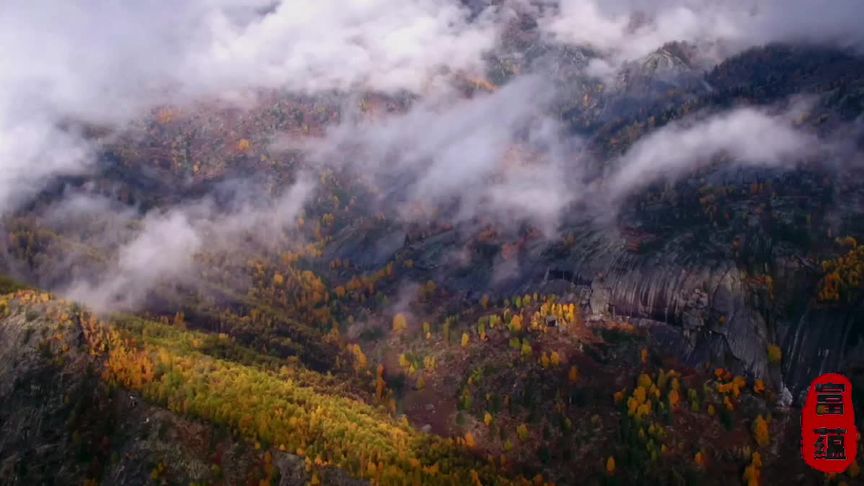 #这里是新疆 白桦林的情诗