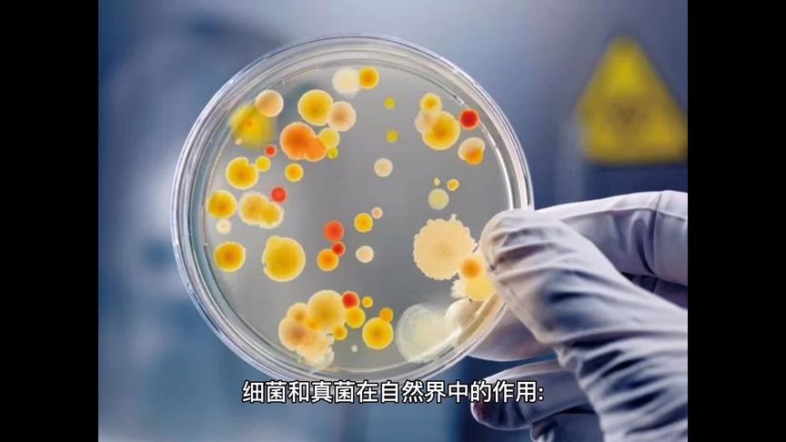 #细菌和真菌与动植物共生