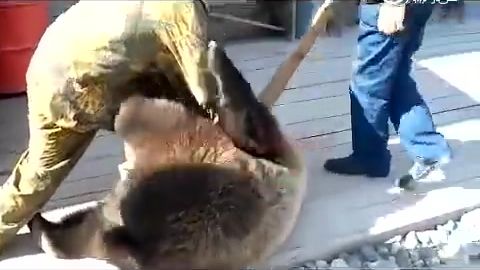 这头熊也是疯了,竟然和俄罗斯人打架