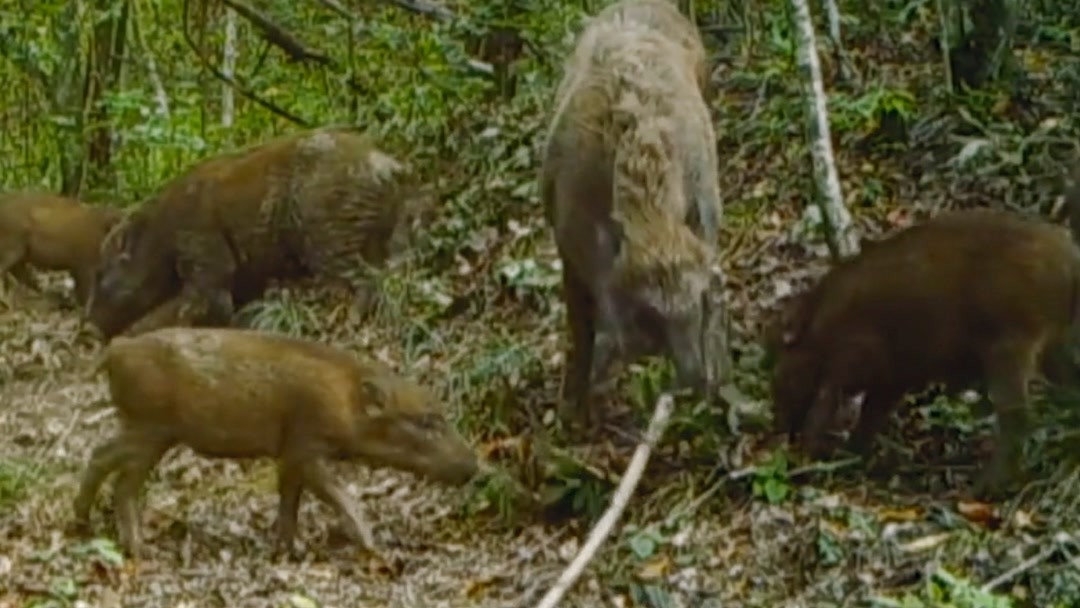 十分罕见!多种珍稀野生动物丛林生活曝光,野猪在林中嬉戏卖萌