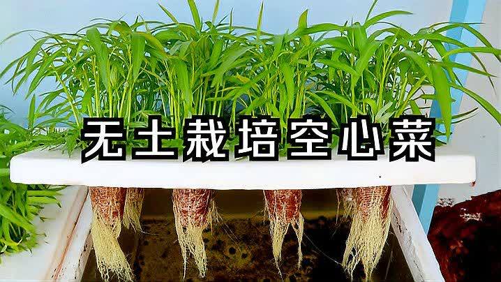 .无土栽培空心菜,简单容易学,纯绿色