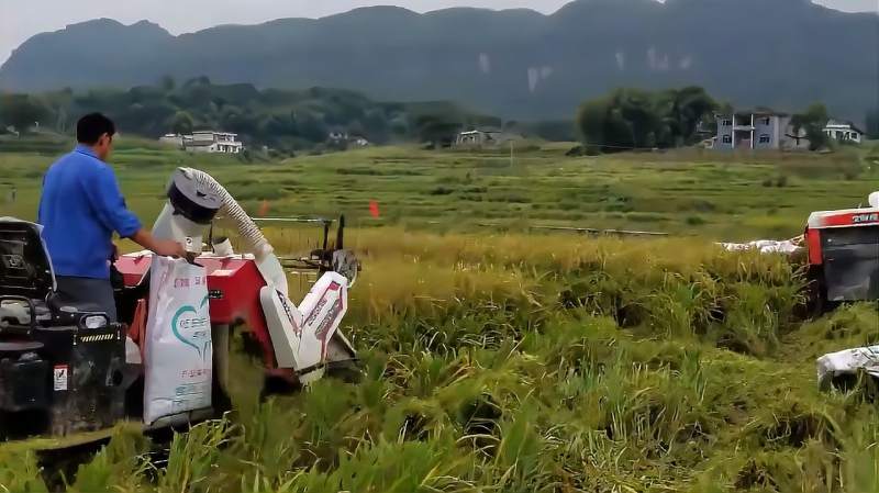 这样的迷你水稻收割机,收割效率让人瞪大眼,你看怎么样