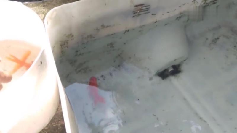 一养金鱼就给养死了?记住这几点,养再久也不会死!