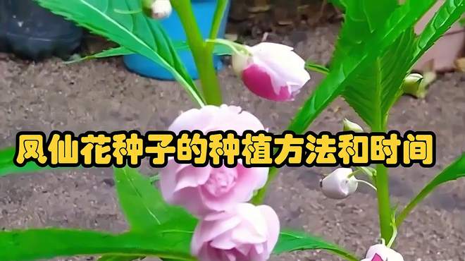 凤仙花种子的种植方法和时间:跟着这篇指南种植凤仙花