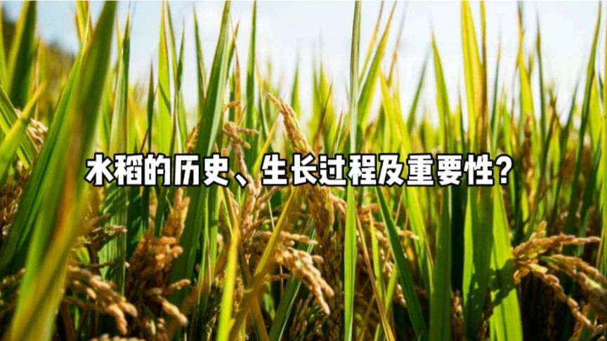 水稻的历史、知识点、生长过程、以及对我们的重要性?