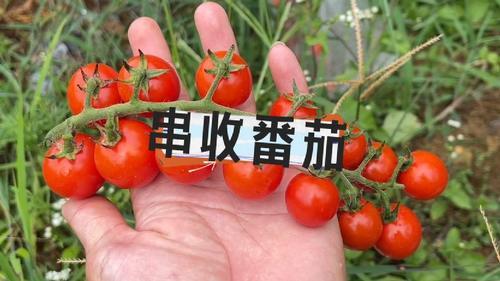 从种子到成熟,小番茄种植方法#新农人方案2023 #小番茄 #圣女果