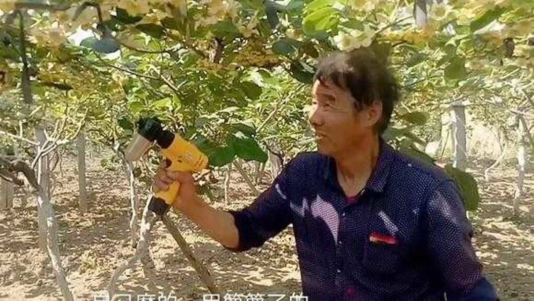 我村小伙购买猕猴桃授粉器,一个顶10人,实拍人工授粉众生像