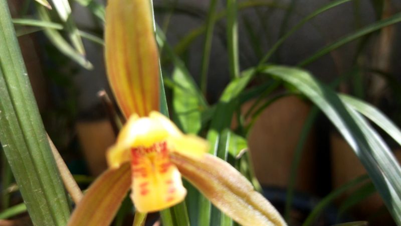 开花的季节,天天都有新的花儿开放着