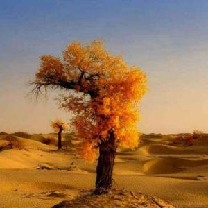 职业交易员金简 