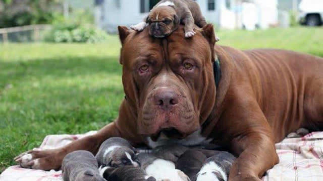 这种狗能秒杀藏獒,可咬死200斤的高加索!