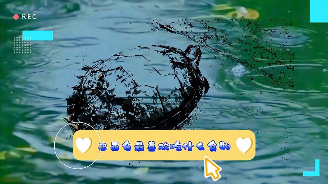 巴西龟食性非常的广,巴西龟最喜欢吃什么