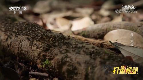 利用信息素,昆虫可以做好多事情!一块来了解一下自然传奇