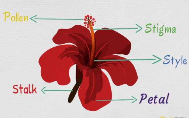 图解英语 植物结构