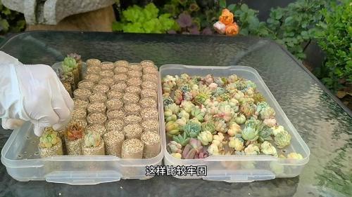迷你无孔玻璃瓶终于来上盆了#多肉植物 #肉肉的世界 #养肉肉