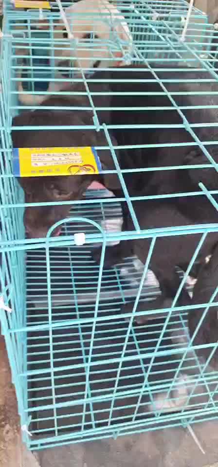 深圳到黑龙江省佳木斯市火车站宠物托运狗猫运输公司言语萌宠