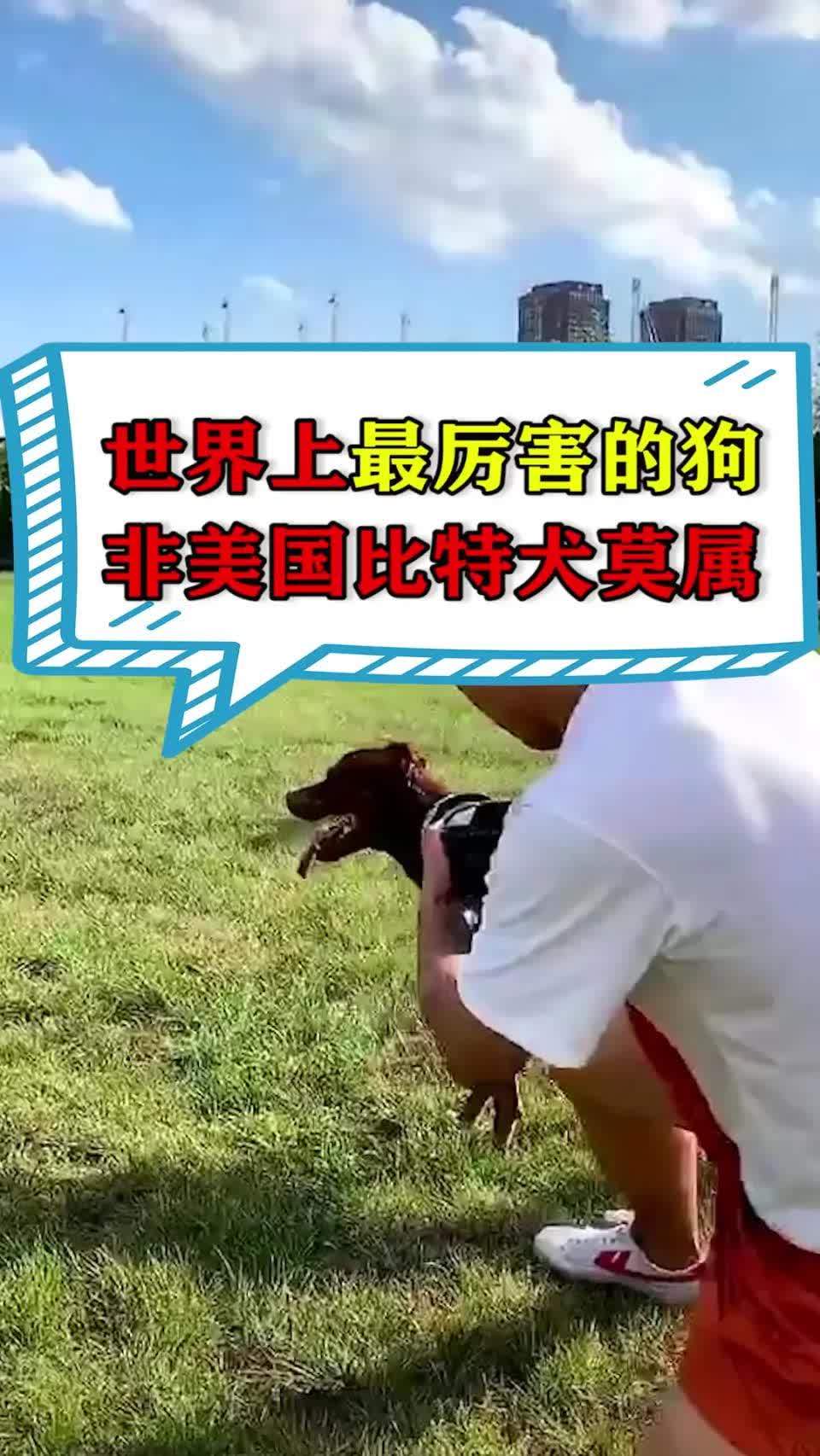 世界上最厉害的狗非美国比特犬莫属