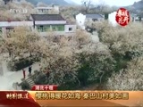 [全国政协十三届一次会议]湖北十堰 樱桃得暖花如海 秦巴山村美如画