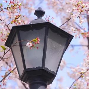 智慧之音 