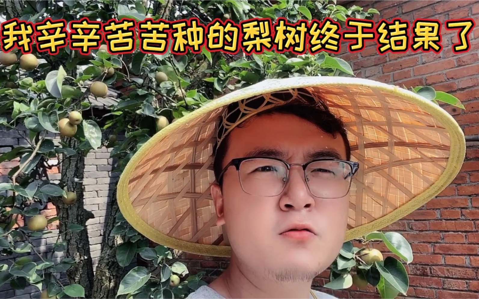 我辛辛苦苦种的梨树终于结果了