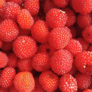 开心的平平安安 